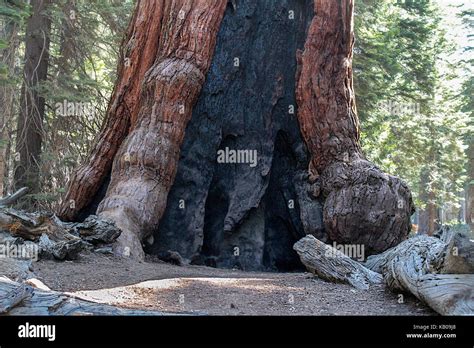 The Base Of The Grizzly Giant Sequoia In Mariposa Grove Of Big Trees