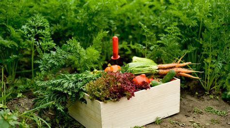 Maximiza la producción de tu huerto urbano con el método de cultivo en