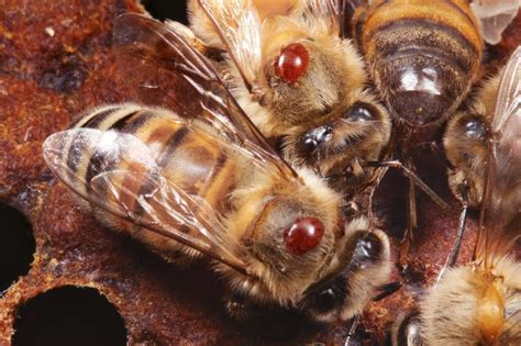 Abeilles
