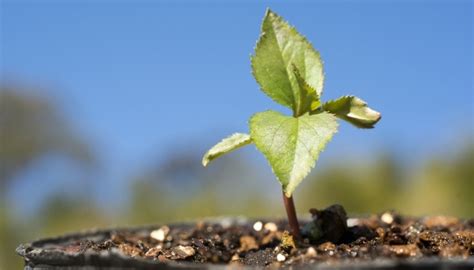 Growing Apple Trees From Seed Issues Planting Guide Rennie Orchards
