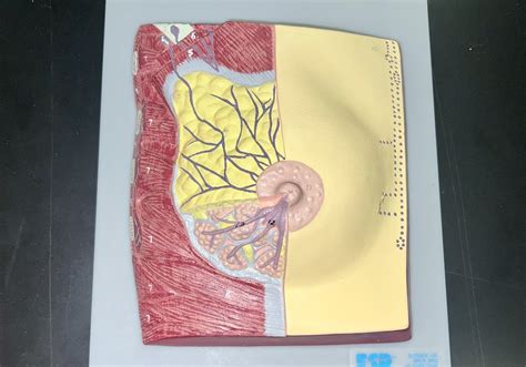 Mammary Gland Diagram Quizlet