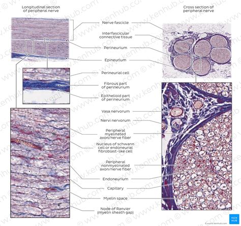 Histology Of Neurons Morphology And Types Of Neurons Kenhub