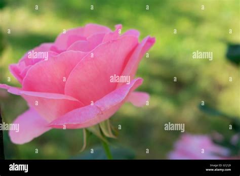 Pink Rose On A Rose Tree Stock Photo Alamy