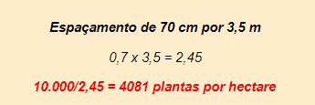 Espaçamento para plantio de café O que você precisa saber