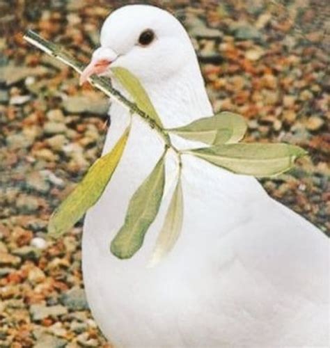 White Dove Holding An Olive Branch In Its Beak A Rainbow To