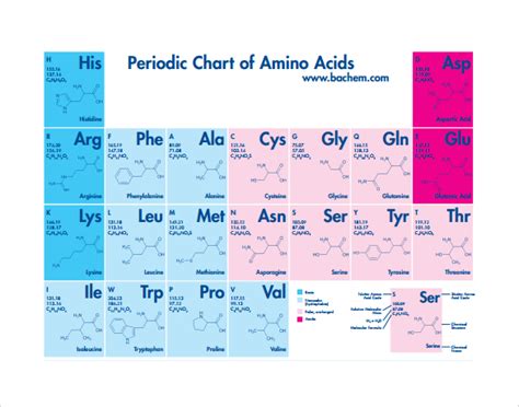 Periodic Table Of Amino Acids White Background Canvas