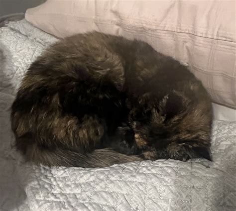 My Story Of Special Needs Pets