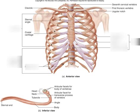 Sternum And Ribs Diagram Quizlet