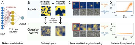data driven emergence of convolutional structure in neural networks pnas