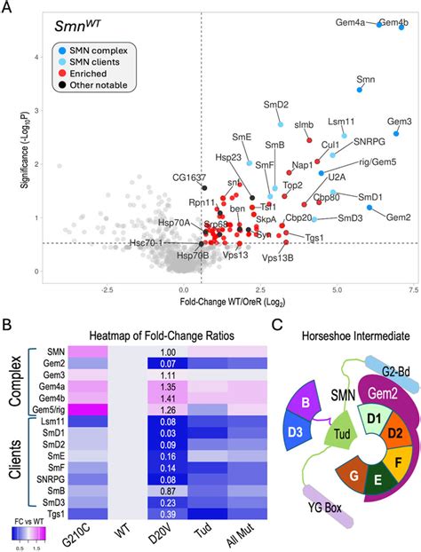 Frontiers Proteomic Analysis Of The SMN Complex Reveals Conserved And