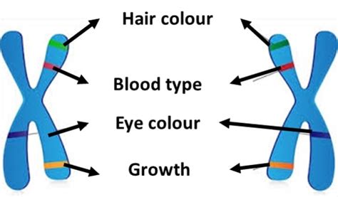 Allele Definition Biology NEET AIIMS