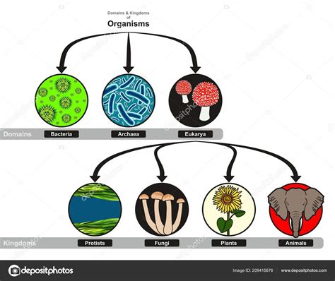 Dominios Bacteria Archaea Y Eukarya Pdf