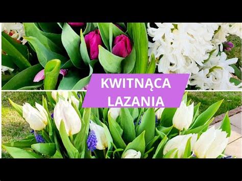 LAZANIA z ROŚLIN CEBULOWYCH kwiaty lazania YouTube