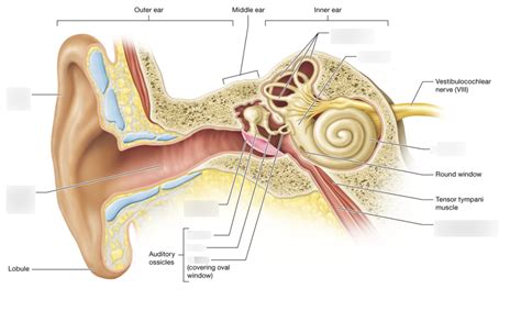 Ear Anatomy Labeling Diagram Quizlet