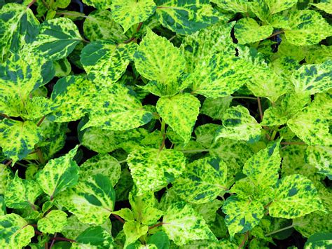 Free Images Nature Leaf Flower Food Green Herb Produce