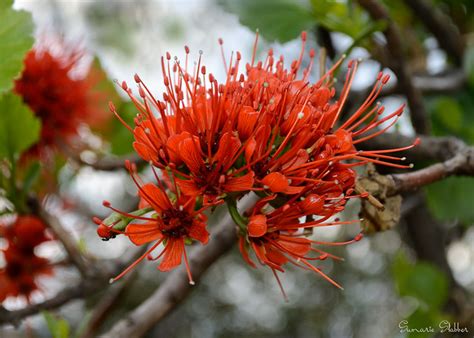 Red Flowering Trees A Gallery On Flickr
