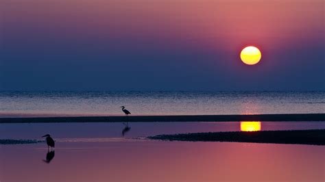 Wallpaper Silhouette Of Person Walking On Beach During Sunset Full HD