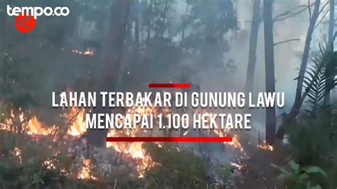 Total Lahan Terbakar Di Gunung Lawu Mencapai 1 100 Hektare Video Tempo Co