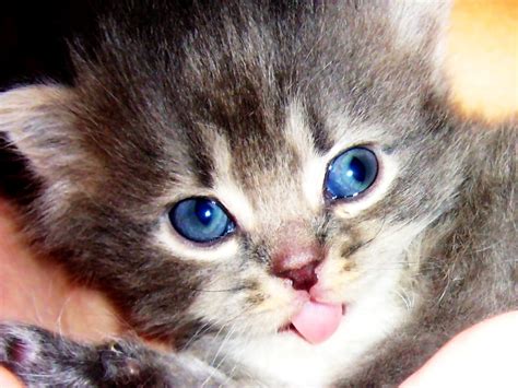 Duvar kağıdı Kediler Yavru Kedi Kedi Yavrusu En Iyi Ücretsiz Duvar
