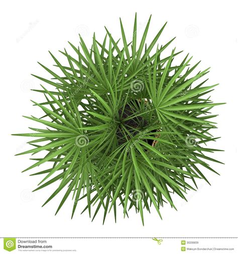 Potted Trees Potted Plants Palm Trees Shrubs For Landscaping