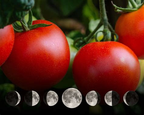 Cultiver La Tomate Avec La Lune