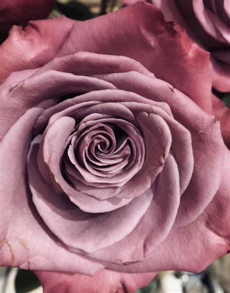 Pin By Stormy Weather On Pantone Heather Rose Dusty Rose Rose Pantone