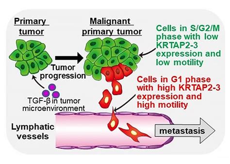 Group Led By Tokyo Medical And Dental University Discover New Mechanism