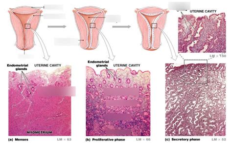 Uterine Cycle Diagram Quizlet