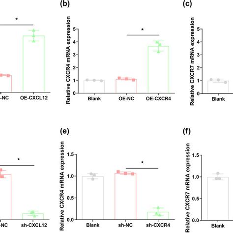 CXCL12 CXCR4 And CXCR7 Expression In Human Trophoblast HTR 8 SVneo