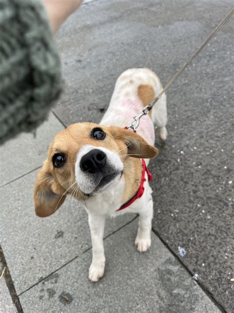 Dilara Alemdar on Twitter Dünyanın en neşeli köpeği Miaya yuva