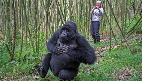 3 Days Gorilla Trekking Rwanda Gorilla Tours Volcanoes NP