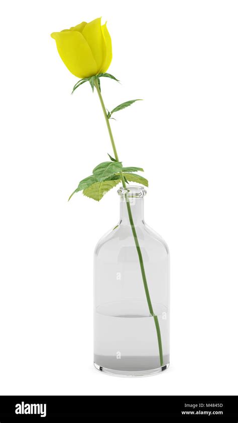 Yellow Rose In Glass Vase Isolated On White Background Stock Photo Alamy