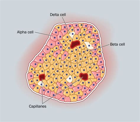 Anatomie Du Pancréas Structure Cellulaire De L îlot De Langerhans