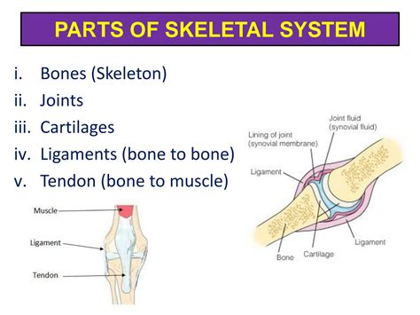 Solution Skeletal System Studypool