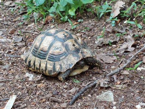Una Tortuga Camina En El Suelo Escondida En Su Caparaz N Imagen De