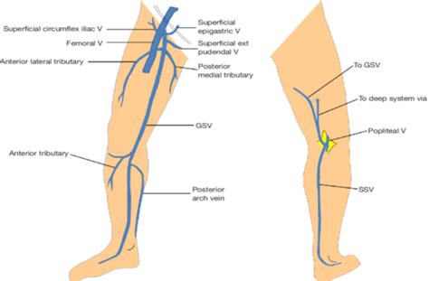 Peripheral Vascular Exam Venous System Flashcards Quizlet