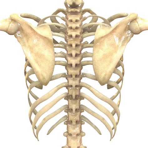 Ludzki Układ Kostny Szkieletowy Szkieletu Klatki Piersiowej Anatomia