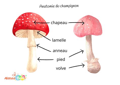 Atelier D Automne Sur Les Champignons ManzaBull