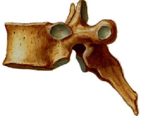 Daa Thoracic Vertebrae Lateral Diagram Quizlet