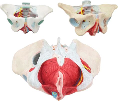 Human Anatomy Model Female Pelvis Model With Pelvic Floor Muscles 1 1