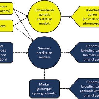 Comparison Between Conventional And Genomically Enhanced Genetic