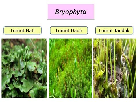 Kelompok Pteridophyta Ilmu