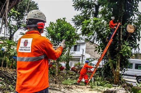 Mais de 50 mil árvores foram podadas na capital paulista em 2023