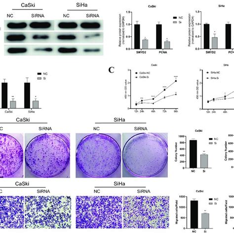 Knockdown Of SMYD2 Expression Inhibits CESC Cell Proliferation And