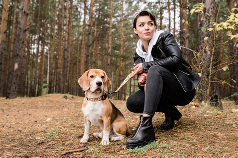 Adoptez un Beagle découvrez tout sur cette race de chien