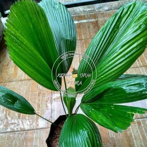 Jual Tanaman Hias Palem Kol Pohon Palem Kol Shopee Indonesia