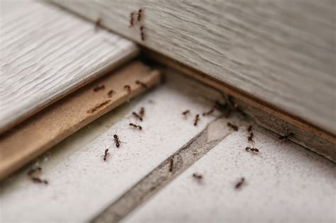 Comment Se D Barrasser Des Fourmis E Exterminateur