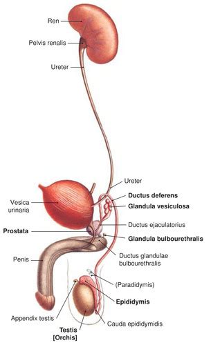 Male Genitalia Flashcards Quizlet