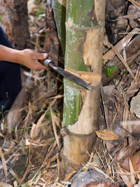 Um Guia Sobre Como Cortar Os Talos De Bambu Da Maneira CorretaUm Guia