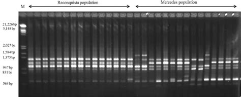 inter simple sequence repeat issr pattern of two populations of download scientific diagram